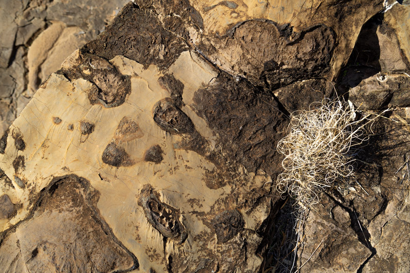 History and Heritage